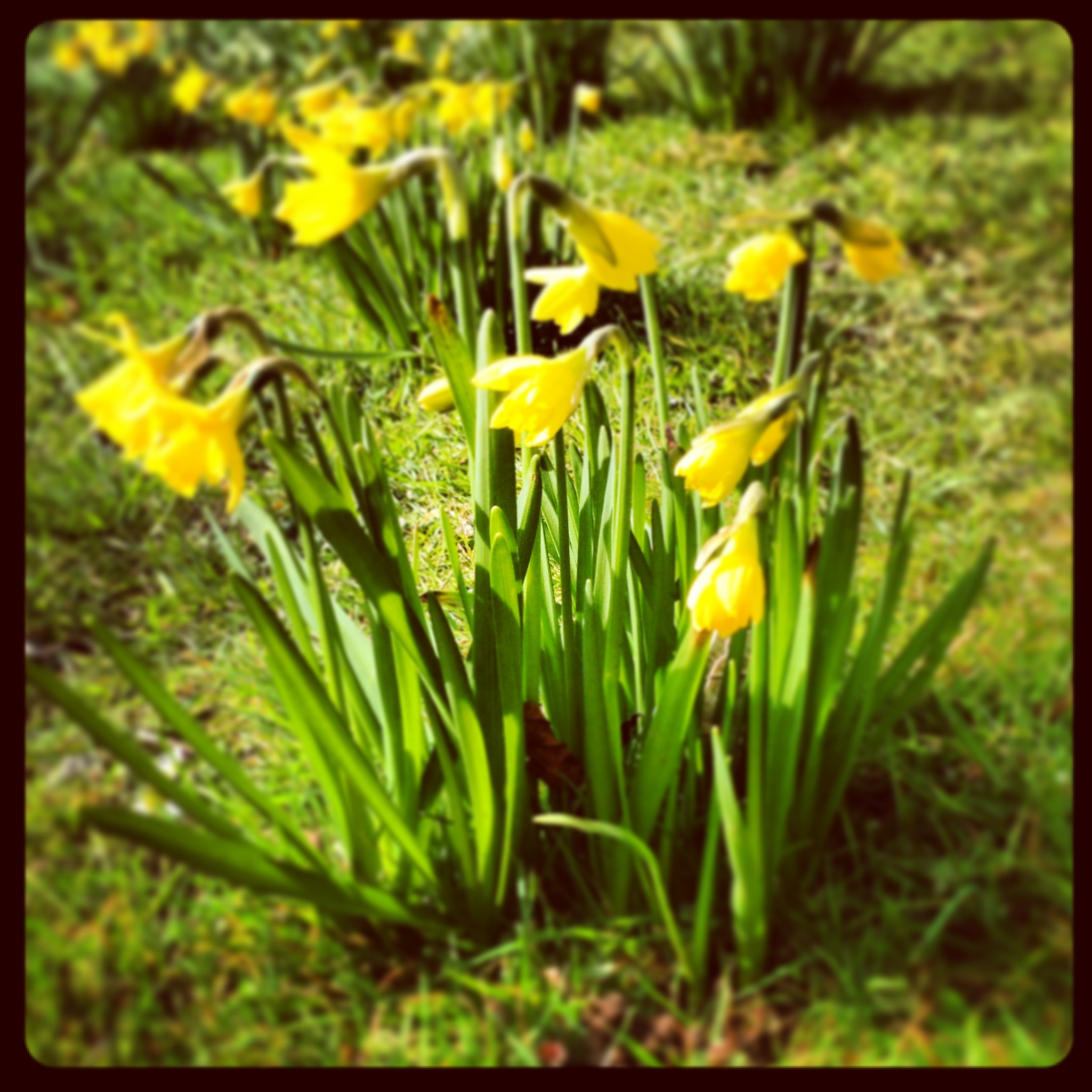 Second Spring aka - menopause | Olive Tree